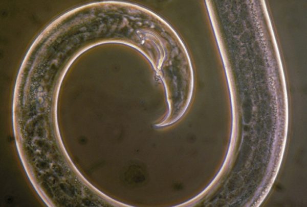 Nématode du pin : vers une détection précoce - France Bois Forêt