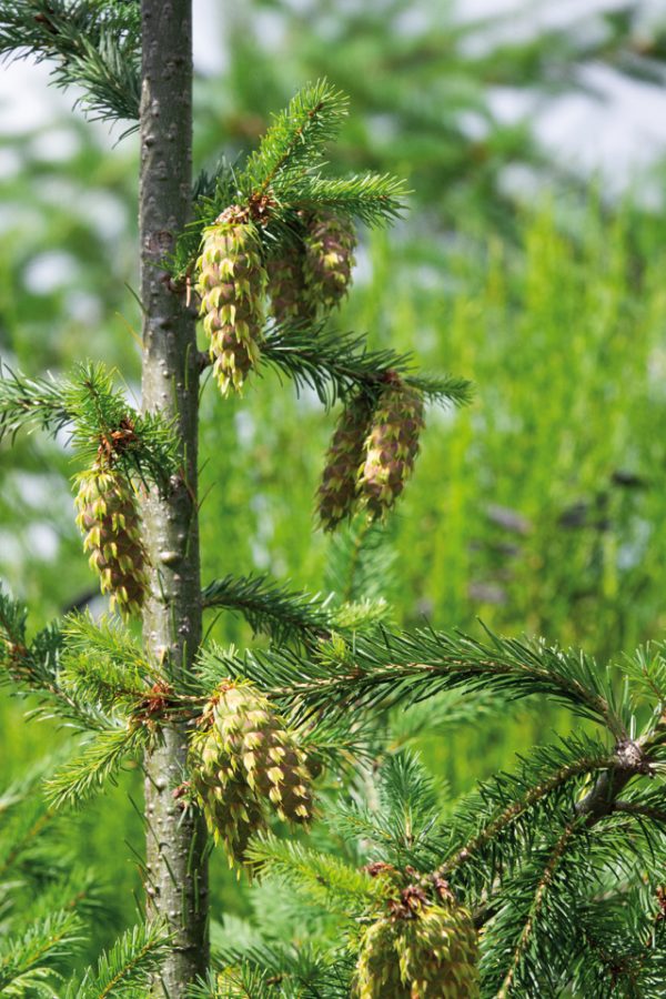 RMT Aforce : la forêt de demain - France Bois Forêt