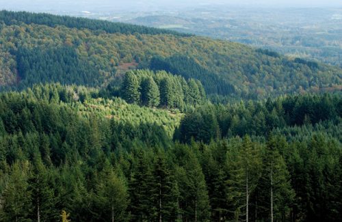 Le Douglas, c’est LE Douglas - France Bois Forêt