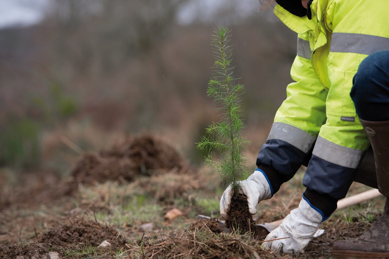 Le Douglas, c’est LE Douglas - France Bois Forêt