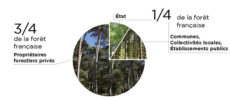 La forêt française en chiffres - France Bois Forêt