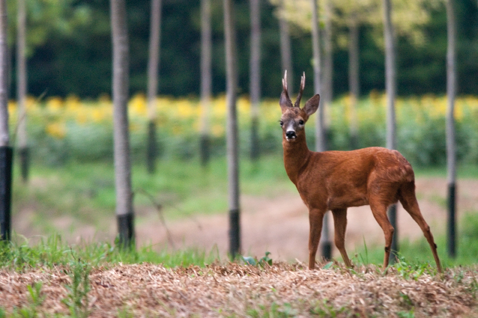 Dégâts de gibiers : une cartographie nationale - France Bois Forêt