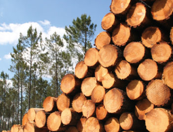 Pins maritimes : des prix garants de la durabilité ? - France Bois Forêt