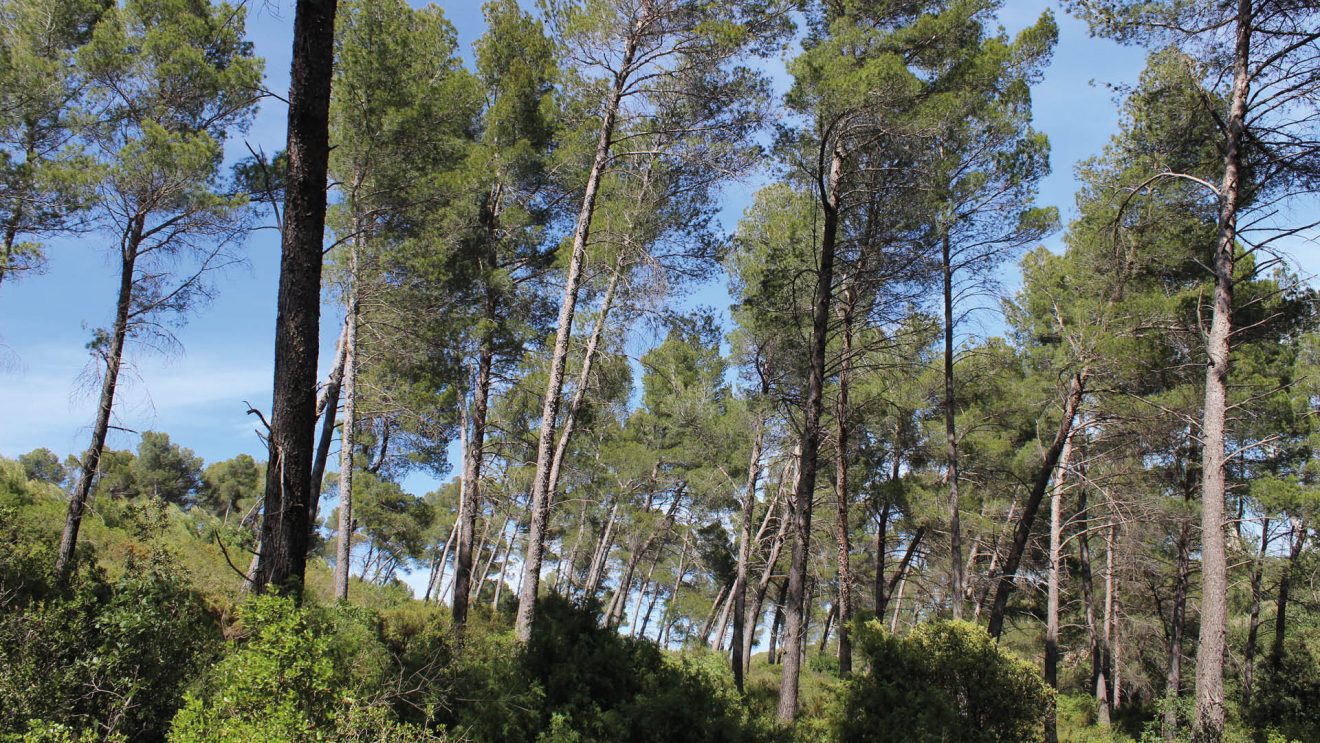 Le retour du pin d’Alep - France Bois Forêt