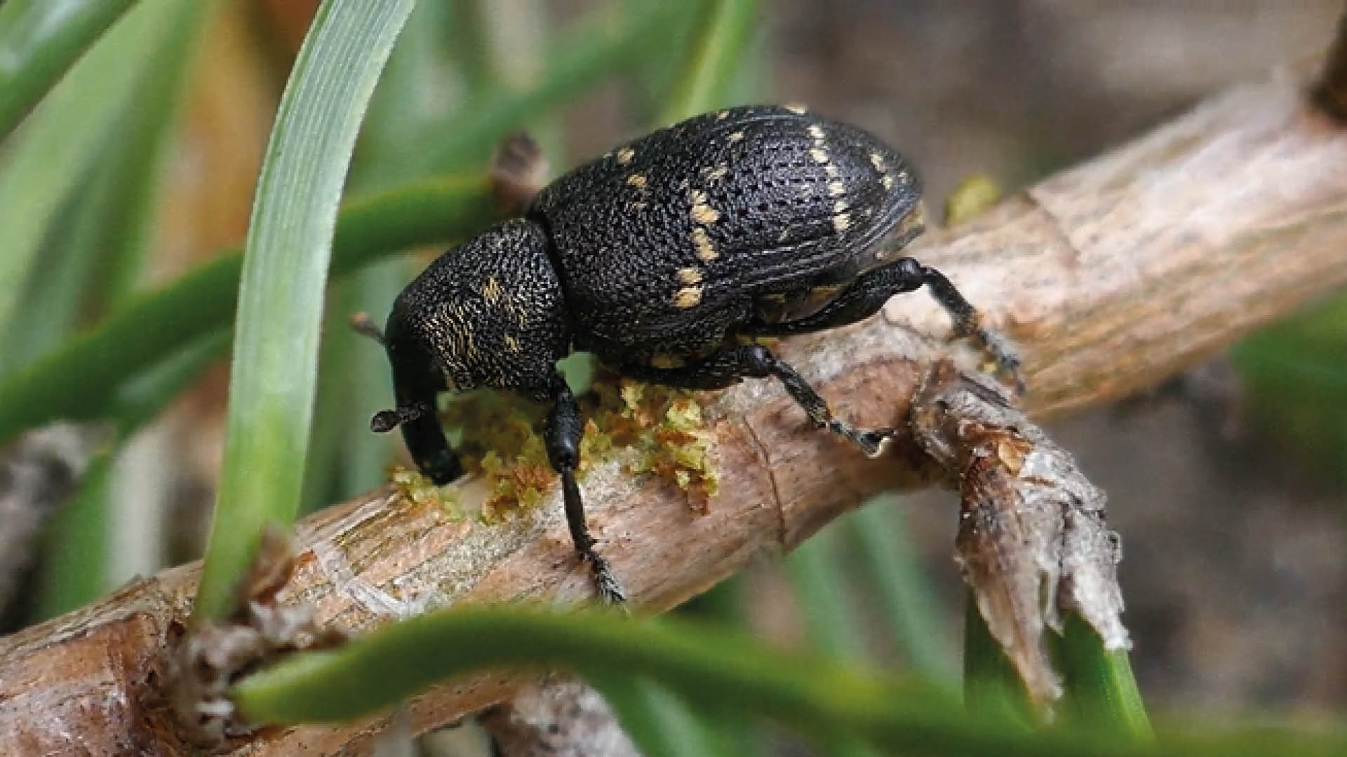 Les scientifiques marquent des points contre l’hylobe - France Bois Forêt